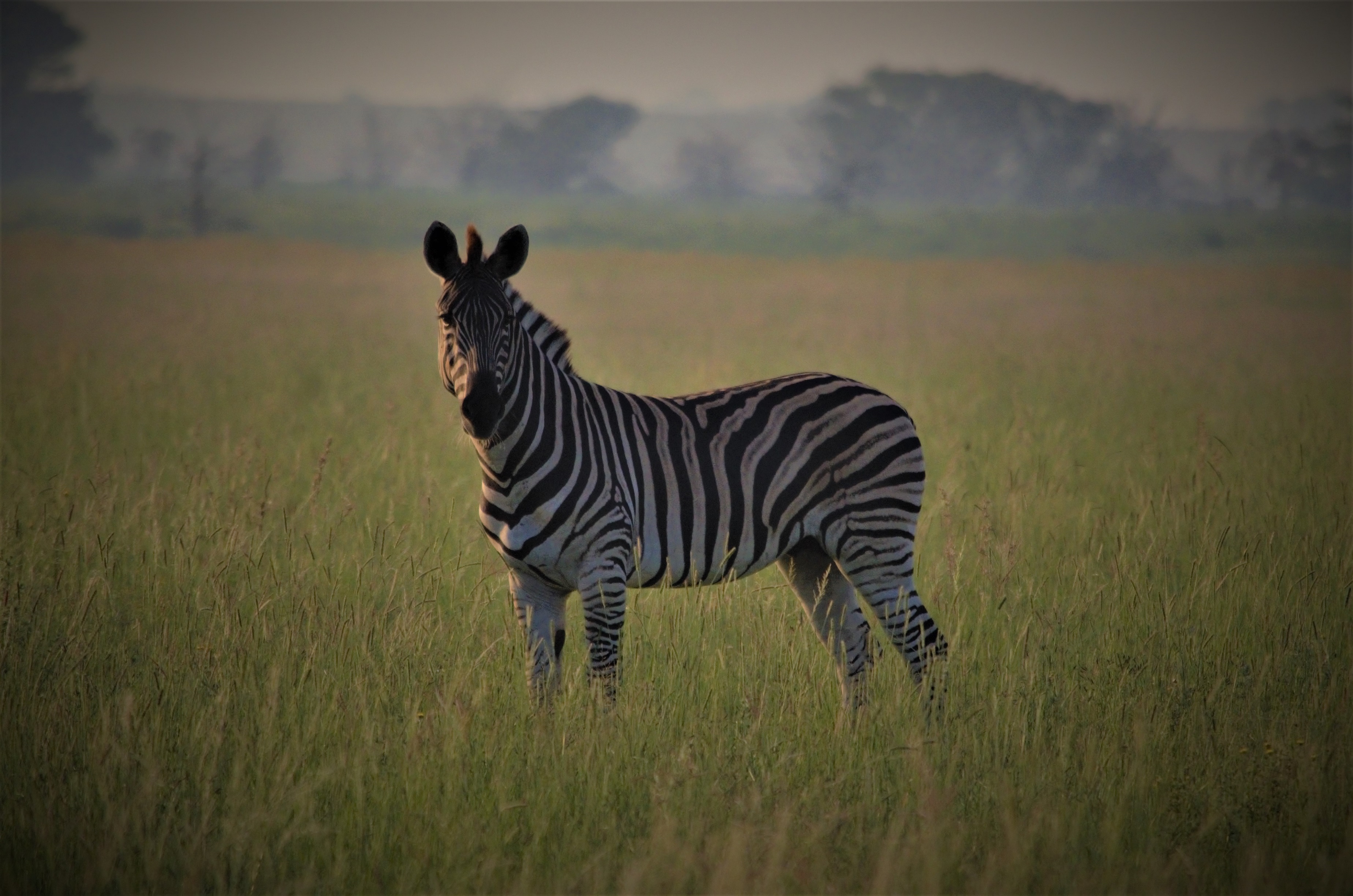 Activities – Kokolofitwe